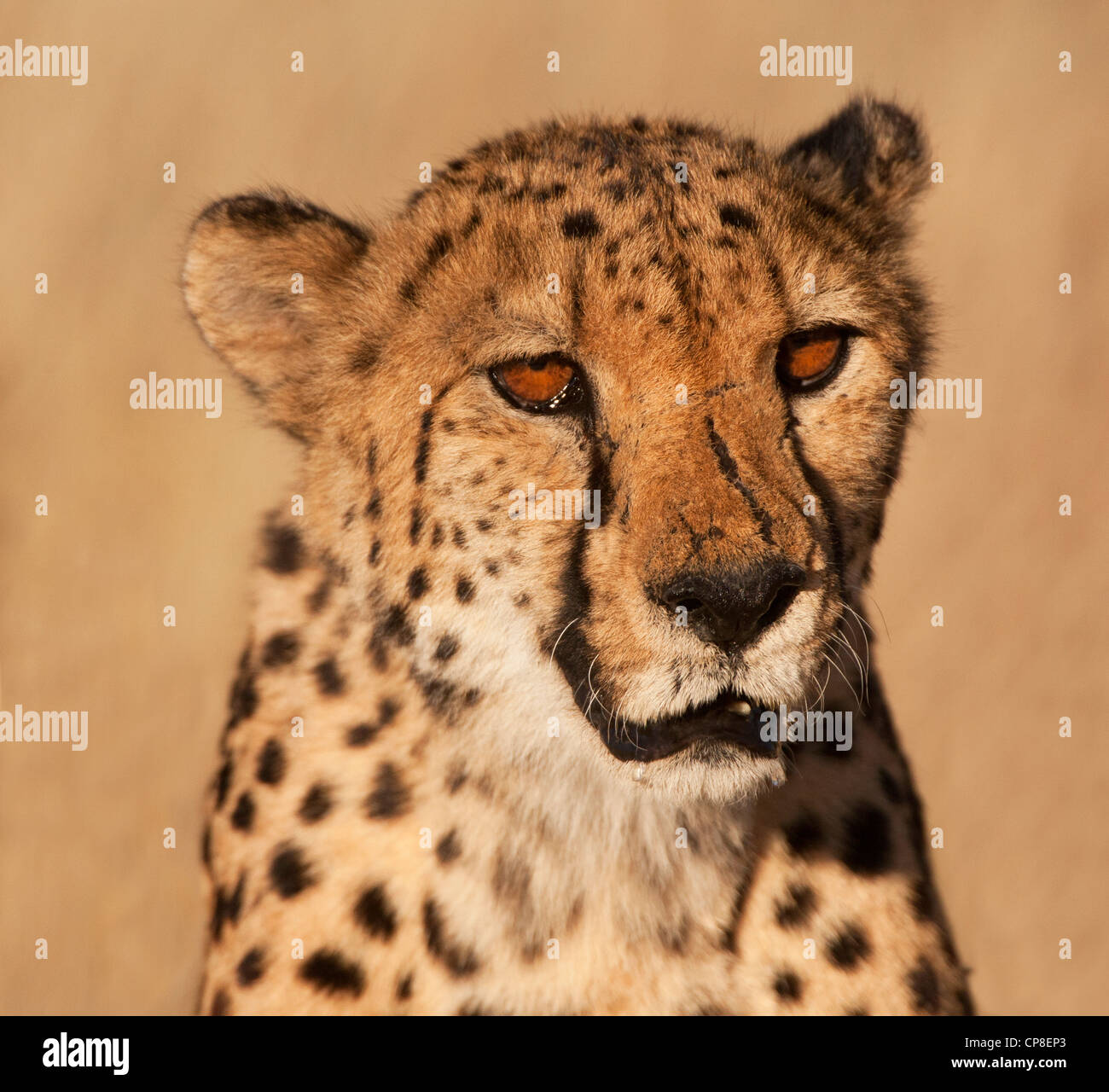 Cheetah head shot,portrait Stock Photo - Alamy