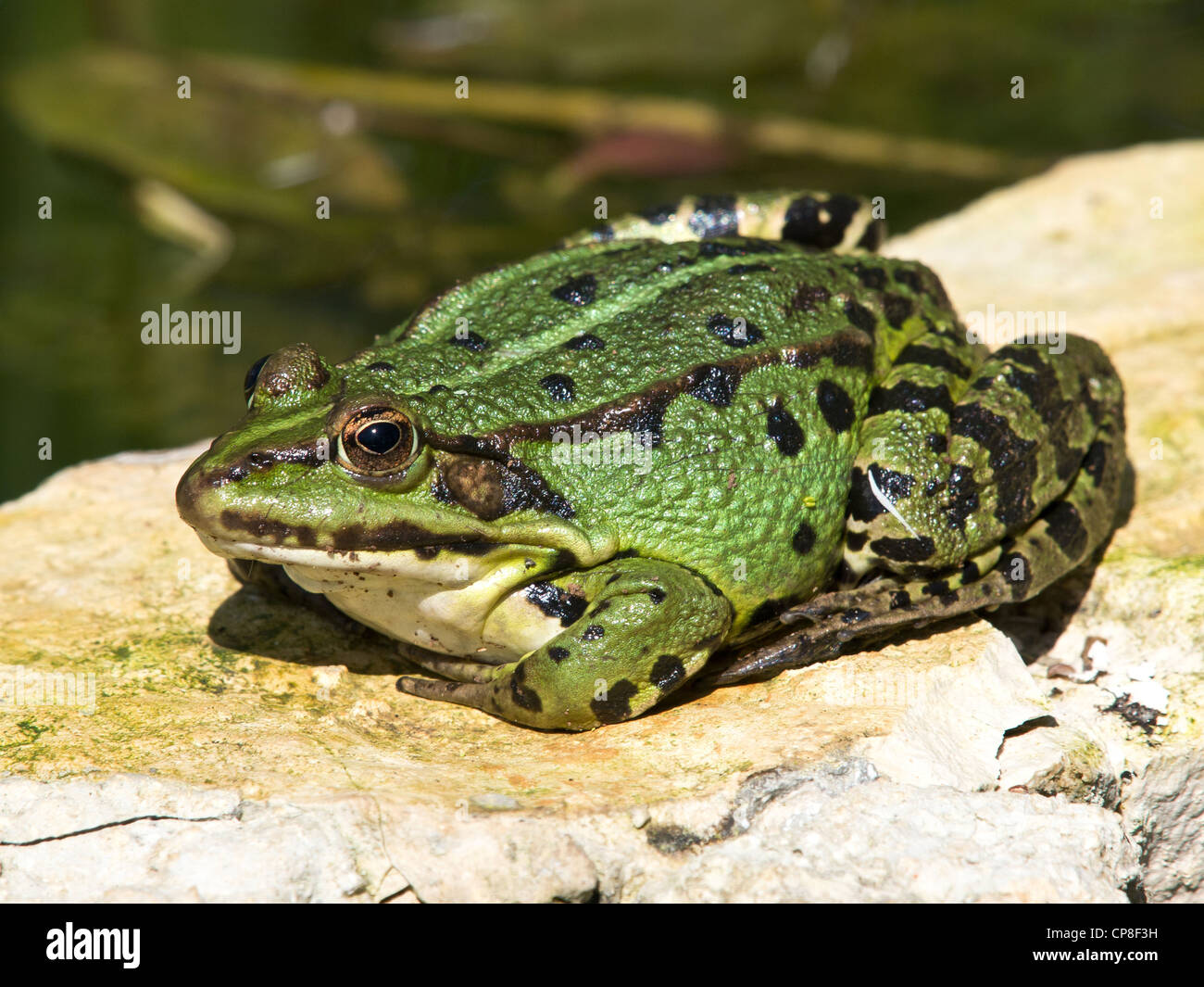 big fat green frog on the stone lake wall Stock Photo - Alamy