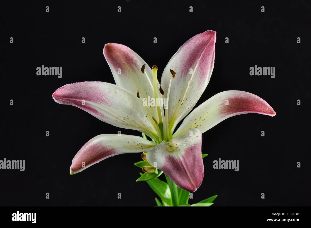 Shot by macro lens, pink and white lily shows very detail parts Stock ...