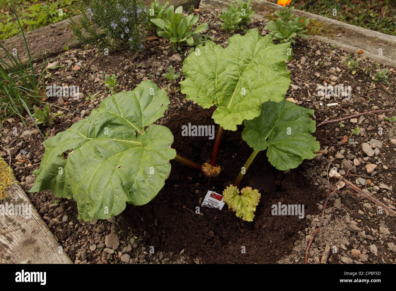 Rhubarb growing in a raised bed in a garden England UK Stock Photo - Alamy