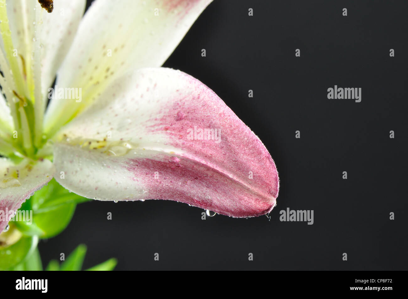 Shot by macro lens, pink and white lily shows very detail parts Stock ...