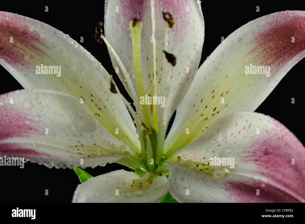 Shot by macro lens, pink and white lily shows very detail parts Stock ...