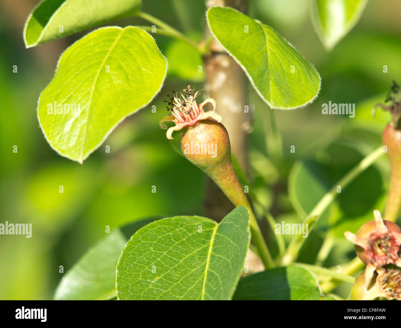 pear tree with branch of small fruits Stock Photo - Alamy