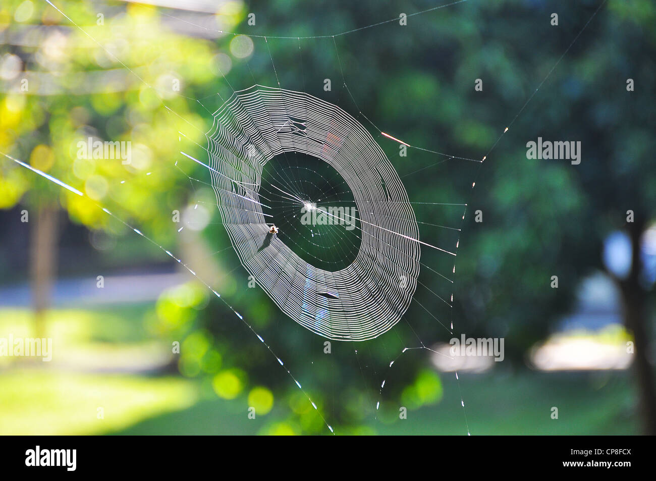 Round shape spider web in morning sunlight Stock Photo - Alamy