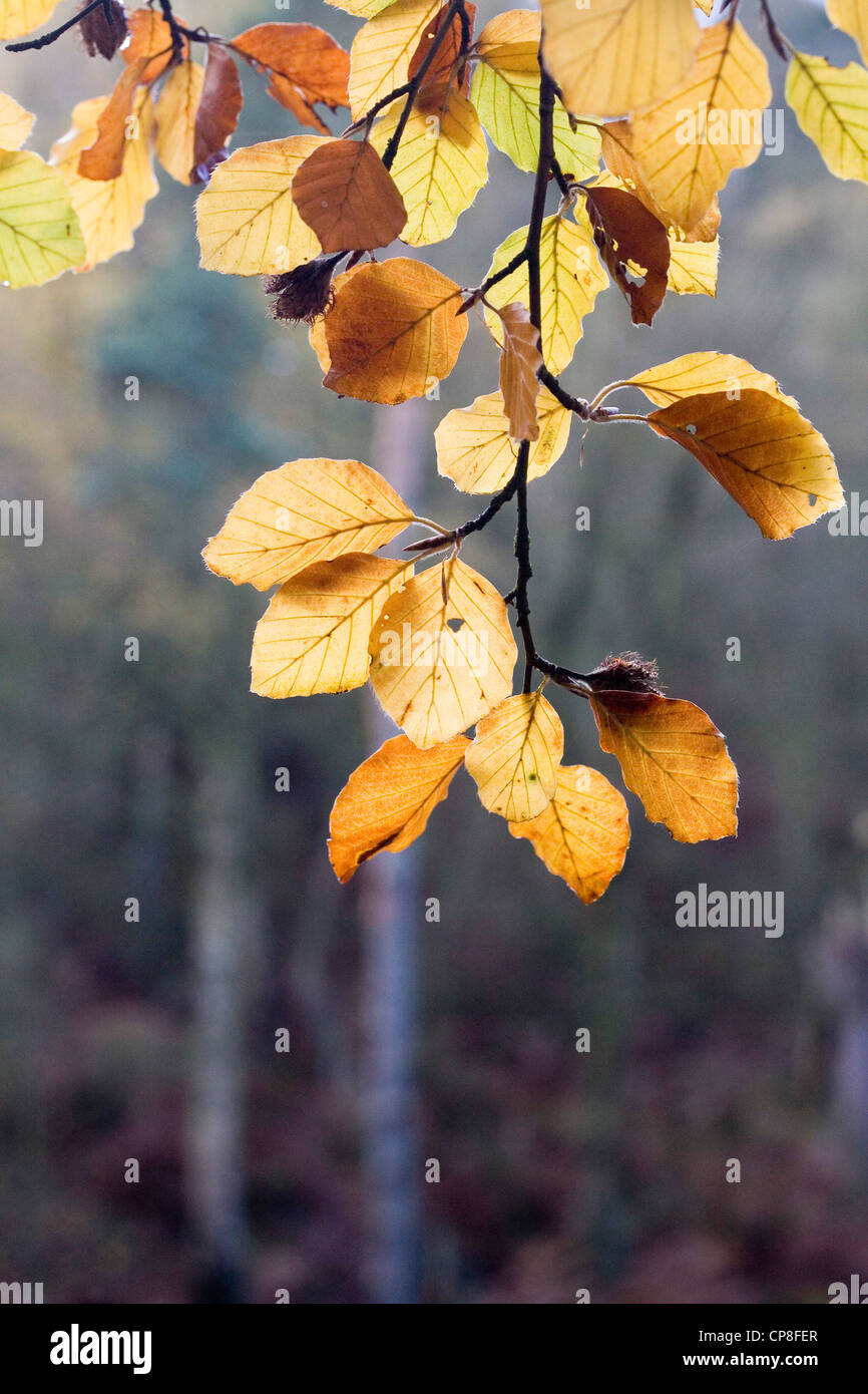 Beech Trees in Autumn the Fall Alderley Edge Cheshire England Stock ...