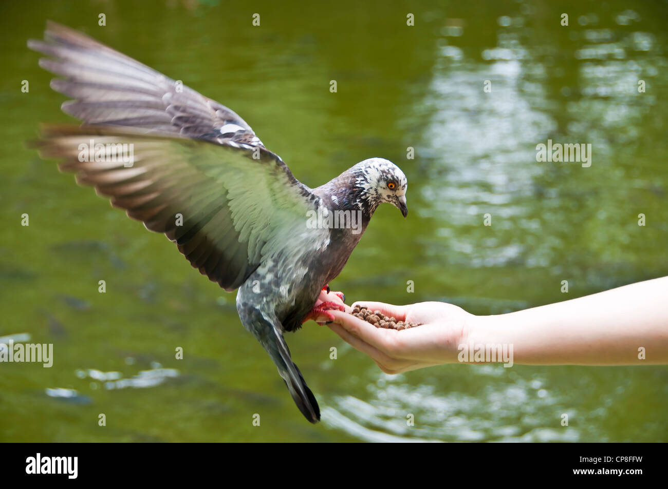 Feeding the pigeon Stock Photo - Alamy