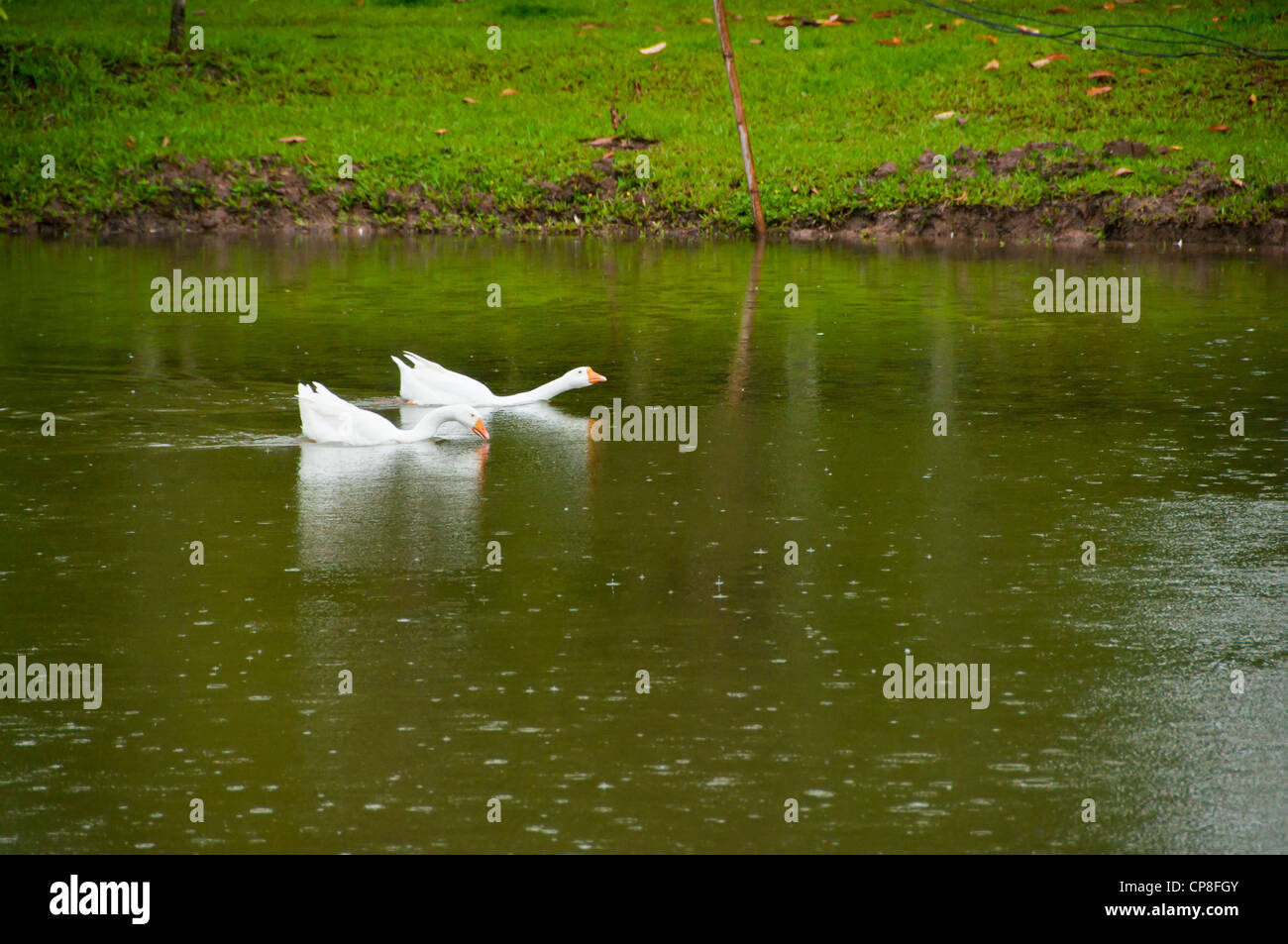 Two goose hi-res stock photography and images - Alamy