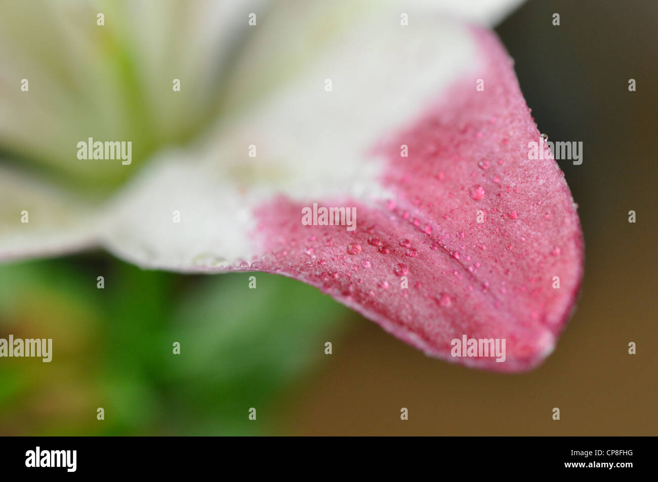 Shot by macro lens, pink and white lily shows very detail parts Stock ...