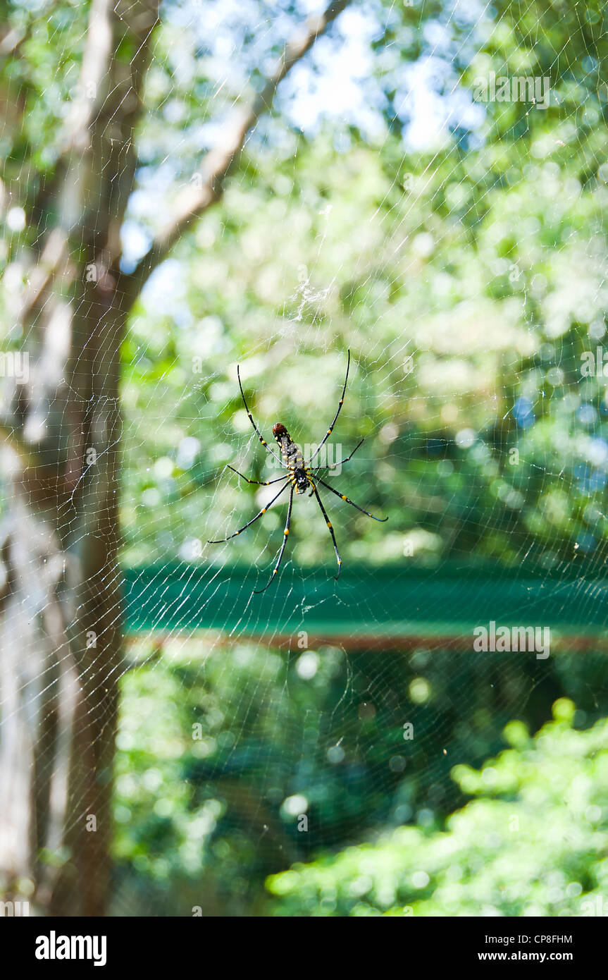 Spider on net Stock Photo - Alamy