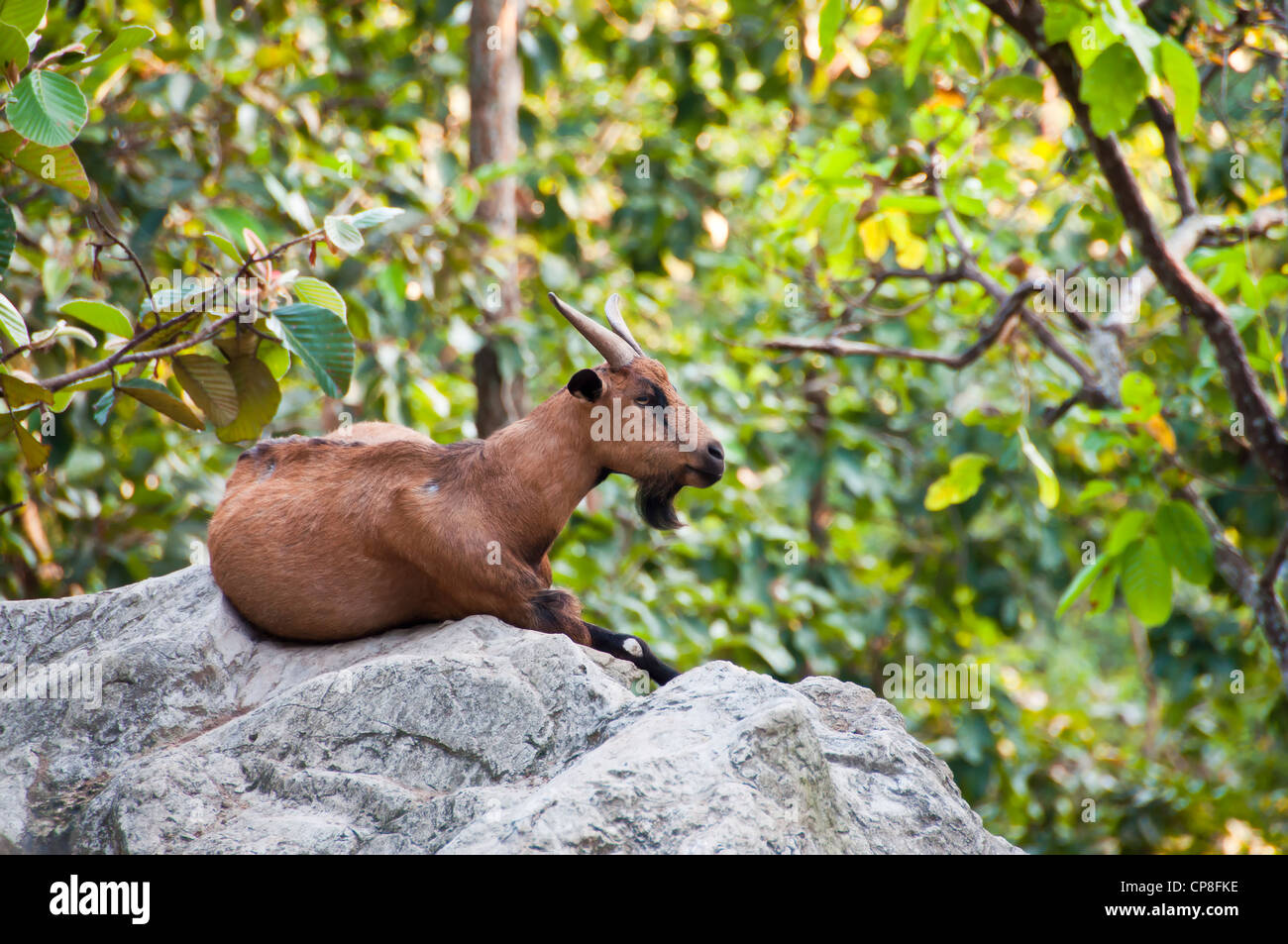 Alpine stone goat hi-res stock photography and images - Alamy