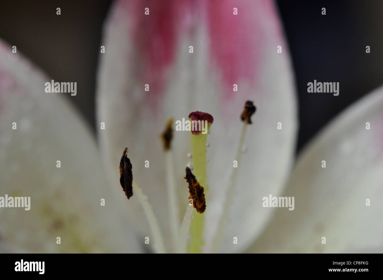 Shot by macro lens, pink and white lily shows very detail parts Stock ...
