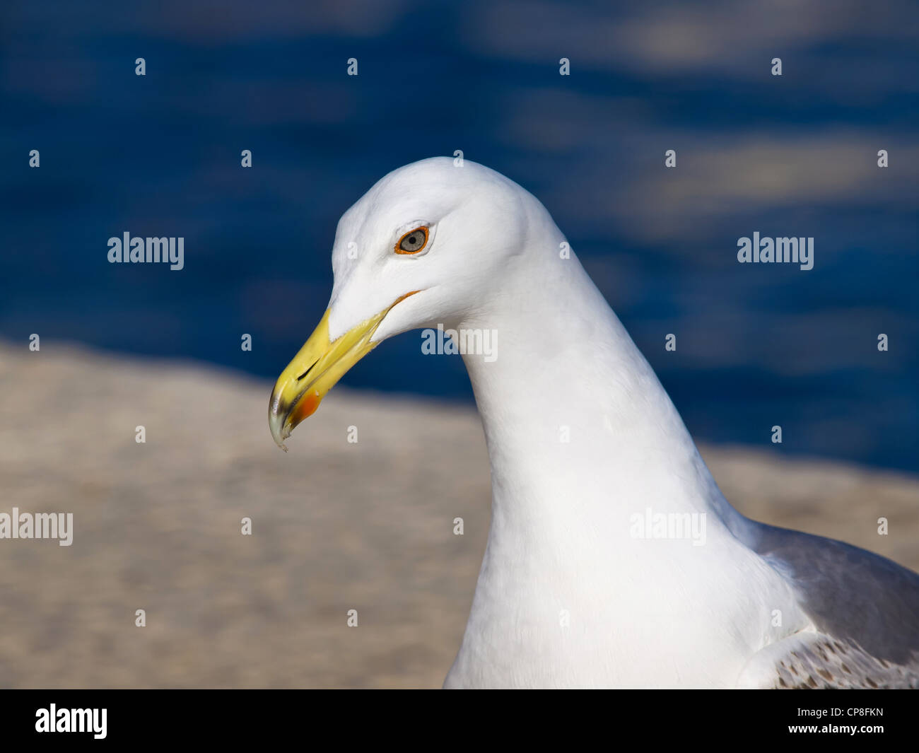 portrait of a beautifull white seagull Stock Photo - Alamy