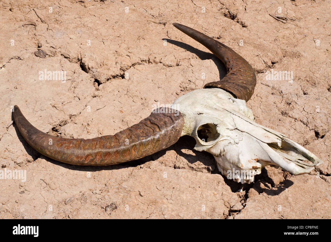 Skull of dead buffalo hi-res stock photography and images - Alamy