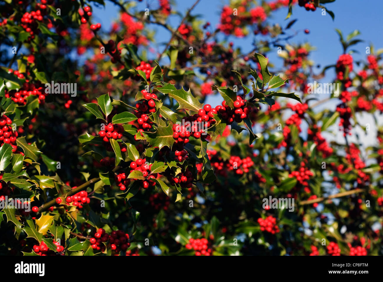 Holly Tree with berries Autumn The Fall Alderley Edge Cheshire England ...