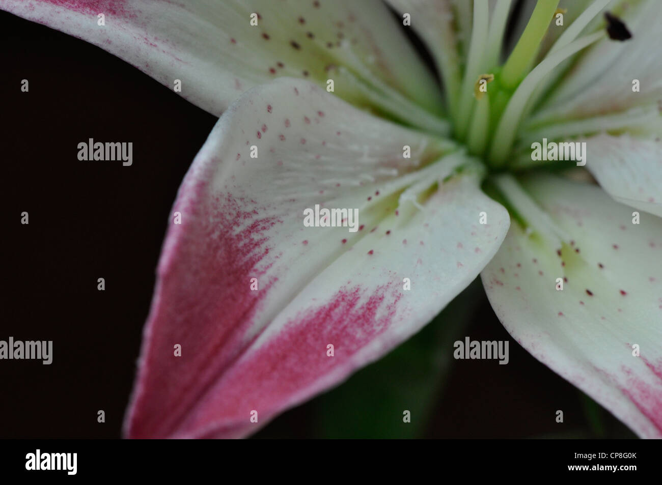 White lily flower parts hi-res stock photography and images - Alamy