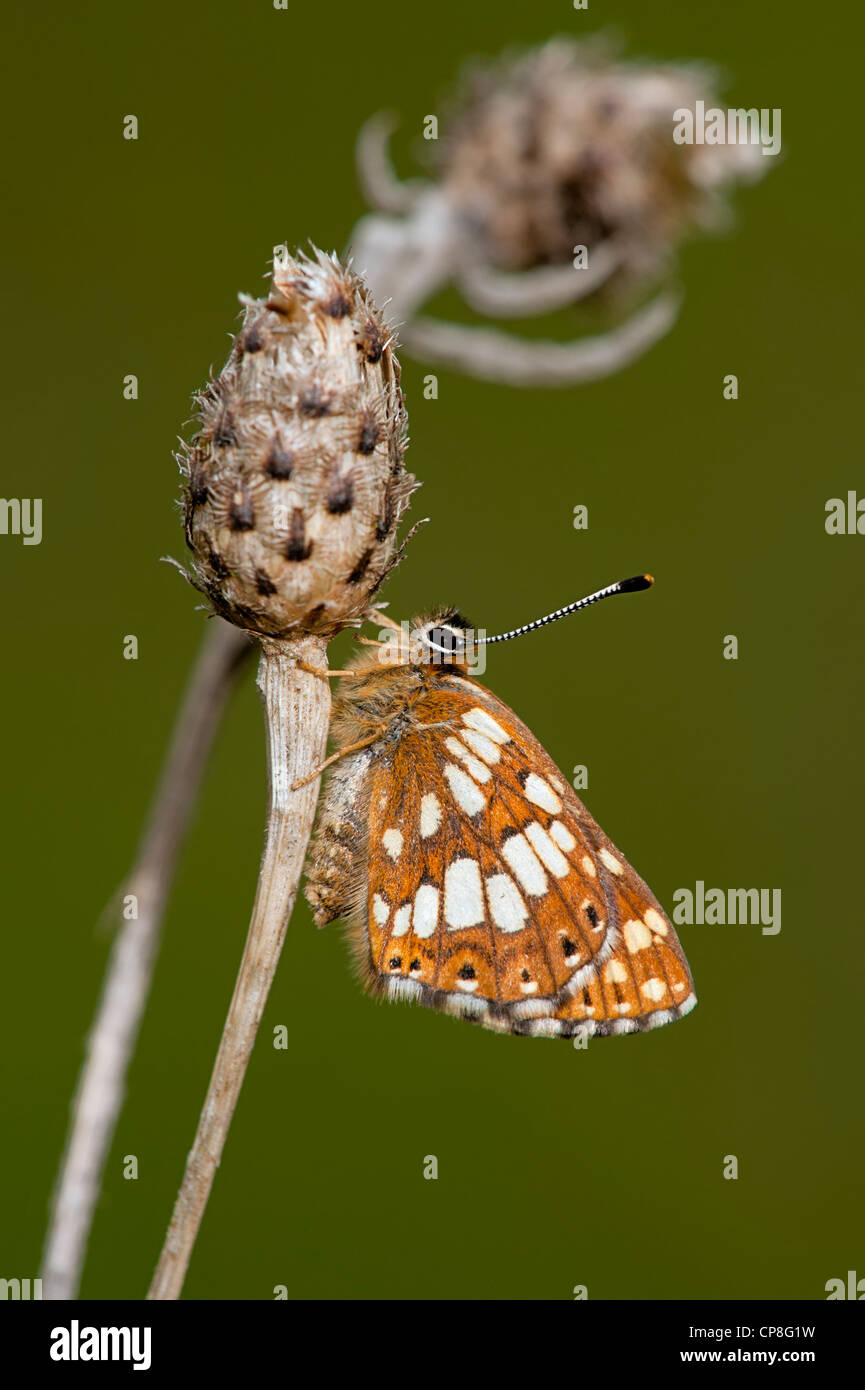 Duke of Burgundy Hamearis lucina butterfly female on old knapweed stem ...