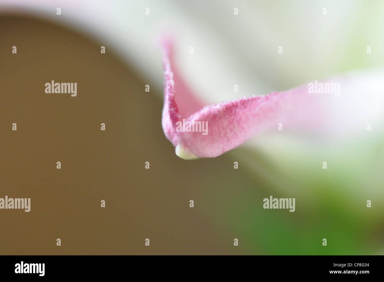 White lily flower parts hi-res stock photography and images - Alamy