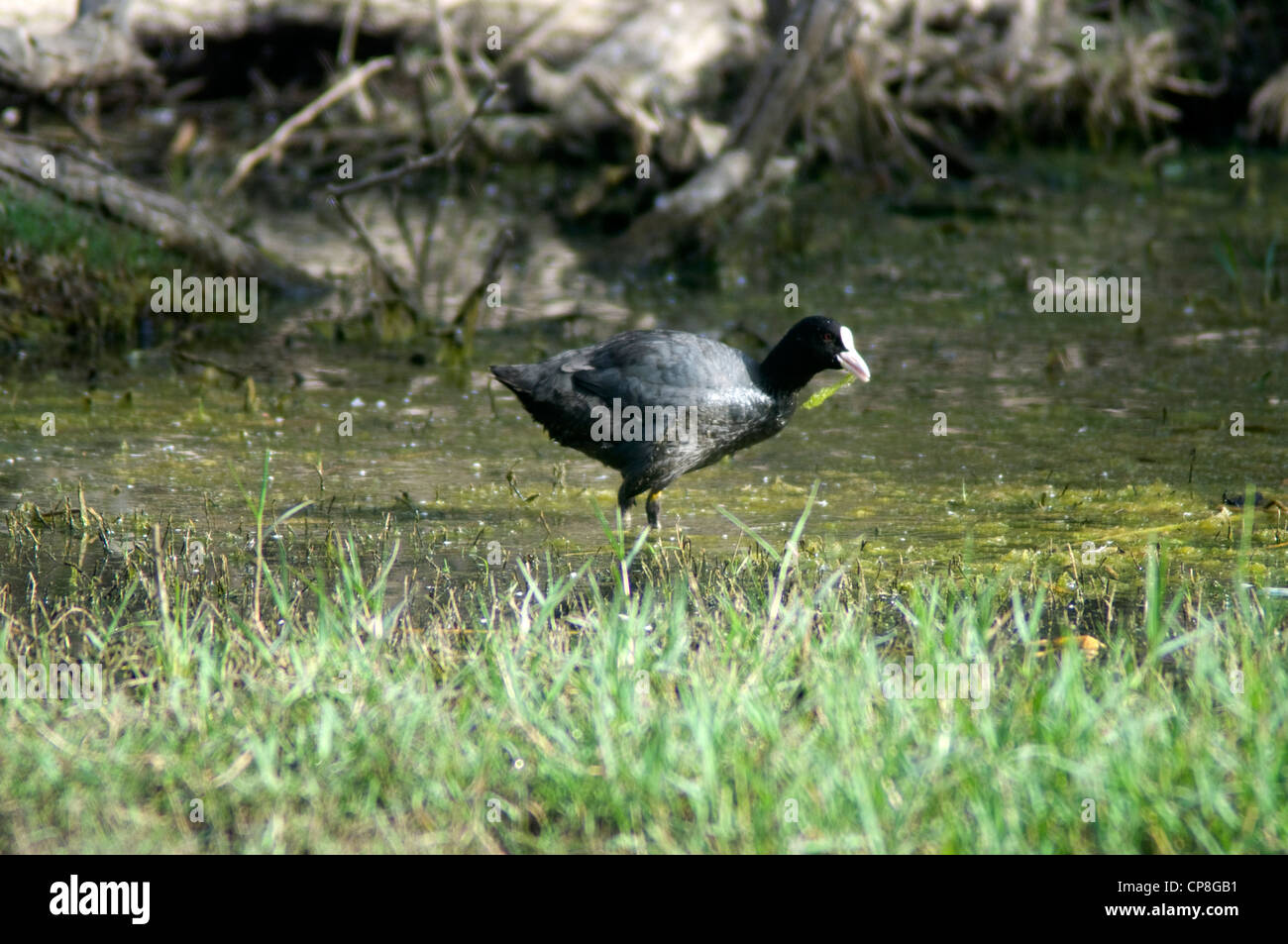 Eurasian Coot - Fulica Atra Stock Photo - Alamy