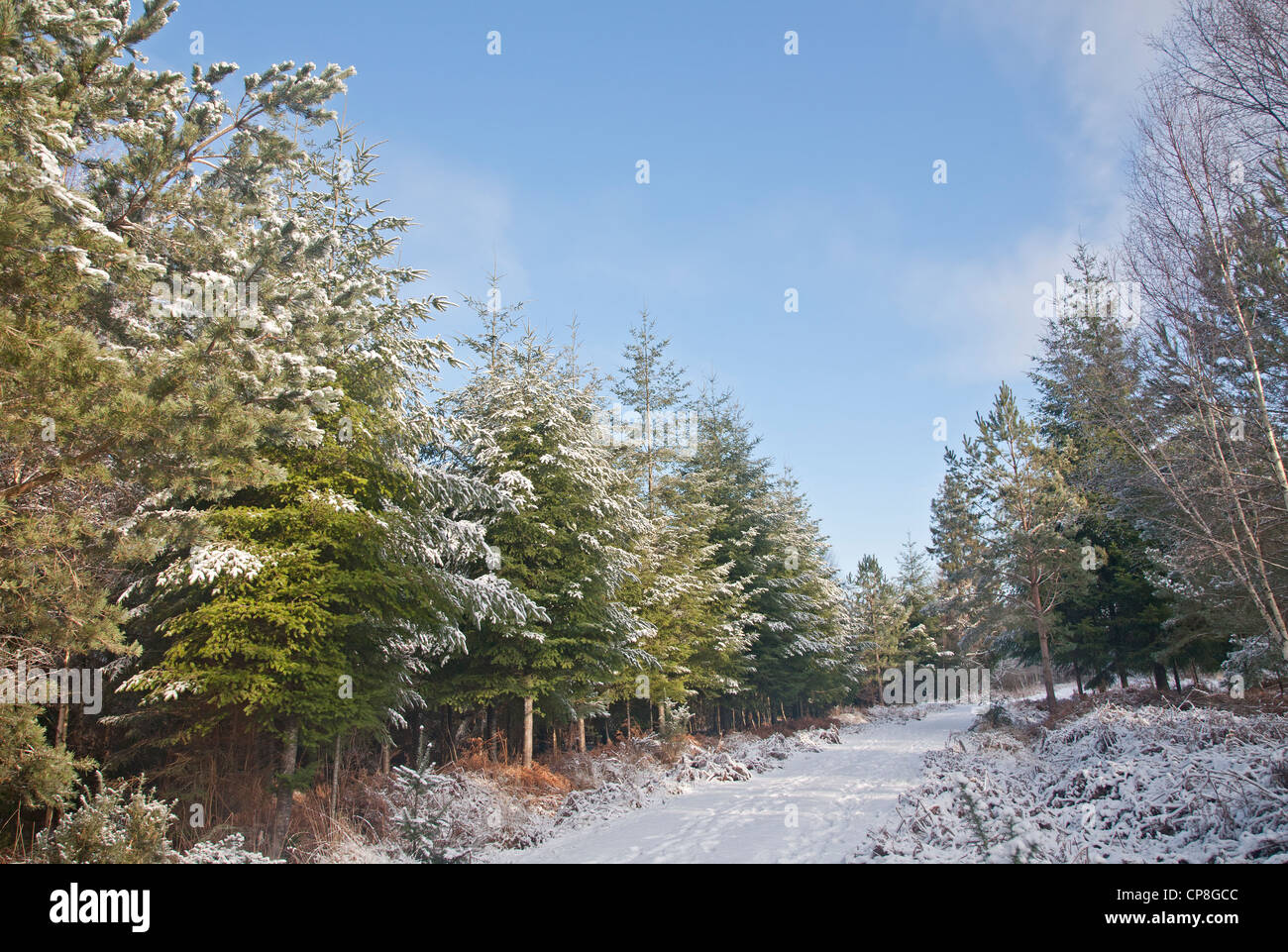 Tree Snow New Forest England