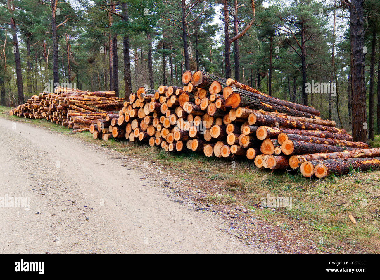 Logging activities in Cropton Forest, North Yorkshire Moors National ...