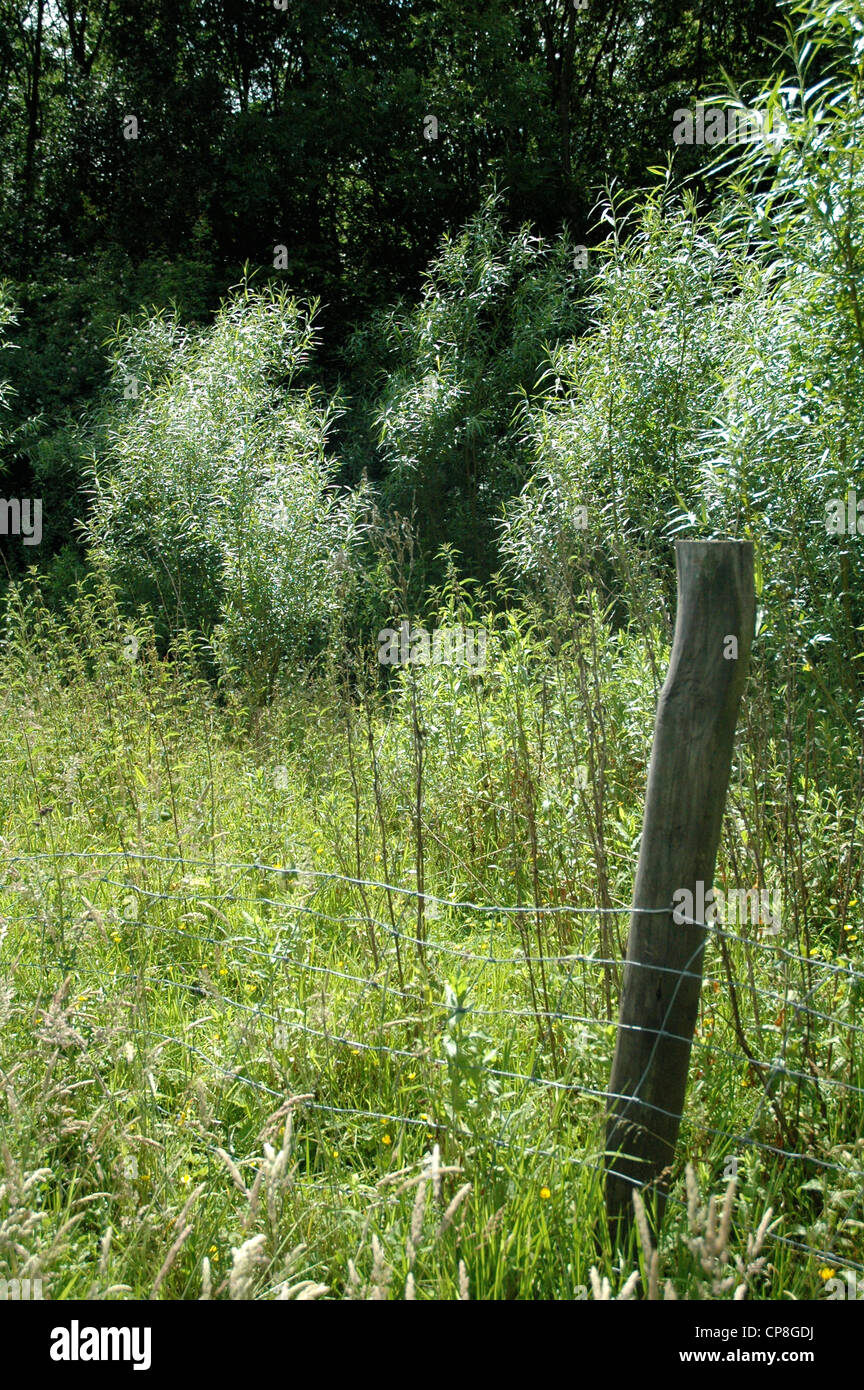Summers day in the english countryside hi-res stock photography and ...
