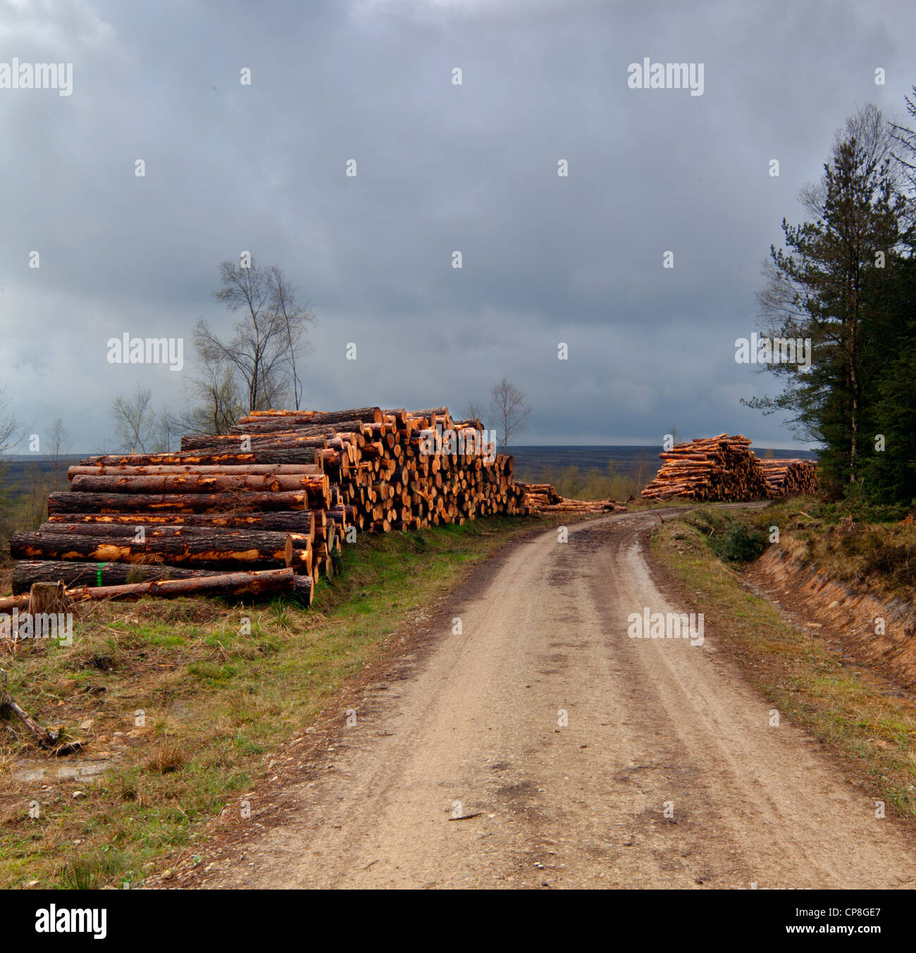 Logging activities in Cropton Forest, North Yorkshire Moors National ...