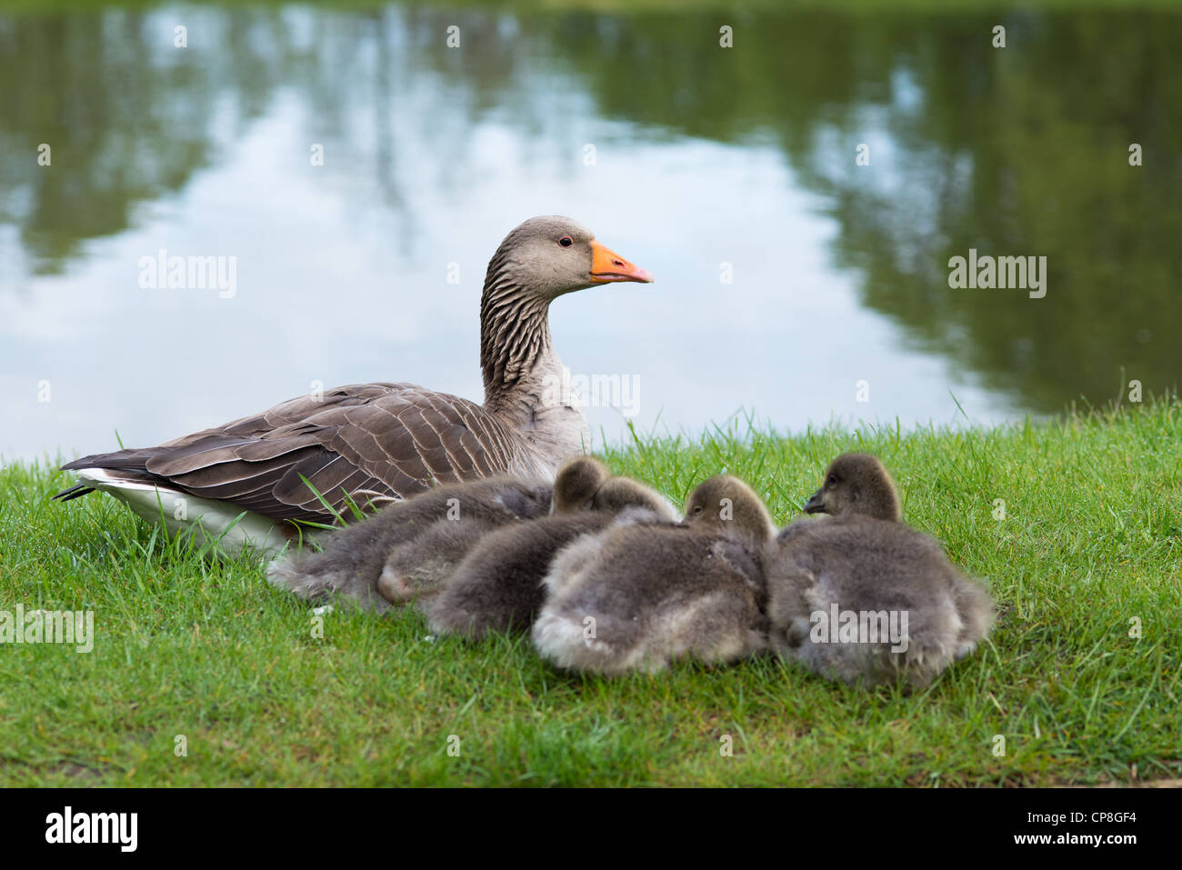 Greylag goose (Anser anser) with chicks Stock Photo - Alamy