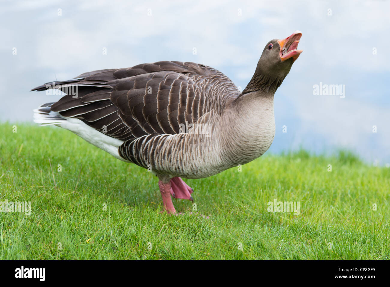 Greylag goose (Anser anser) calling out a warning not to get too close ...