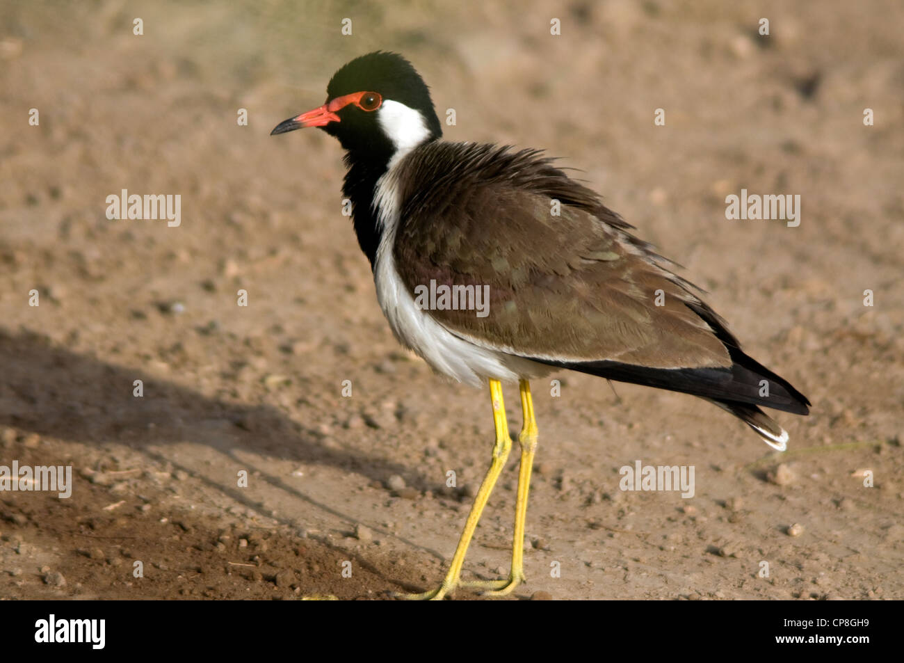 Red Wattled Lapwing Stock Photo - Alamy