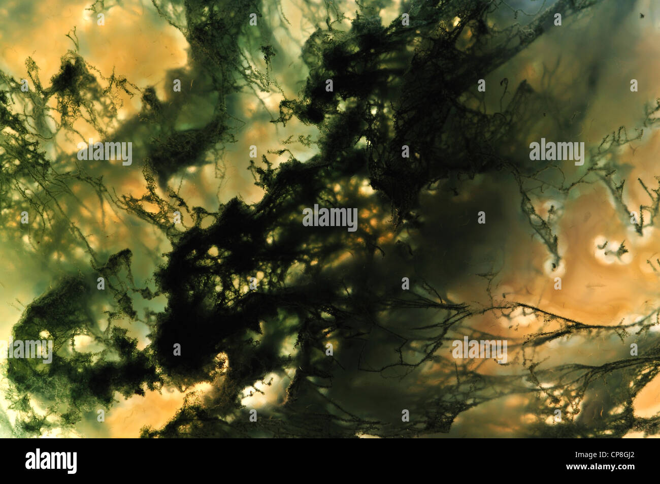 Moss agate hi-res stock photography and images - Alamy