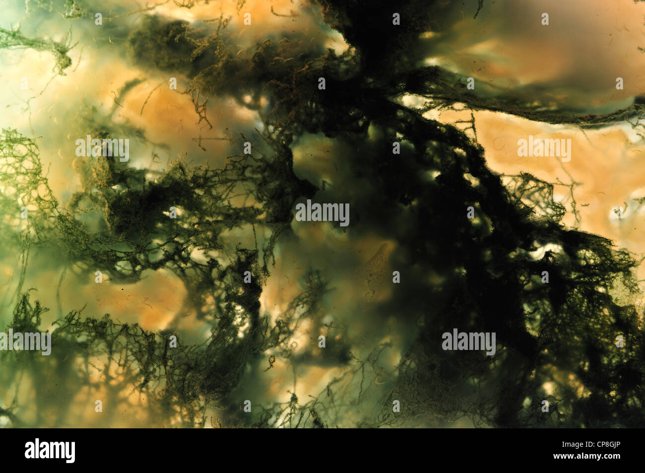 Moss agate hi-res stock photography and images - Alamy