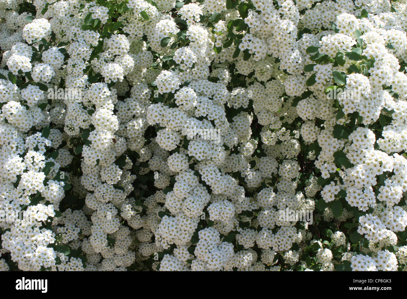 nice image of bush with white flowers Stock Photo - Alamy