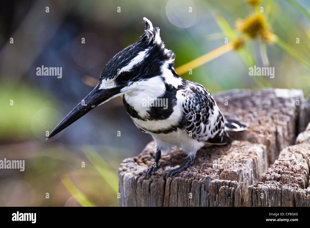 Okavango delta bird hi-res stock photography and images - Alamy