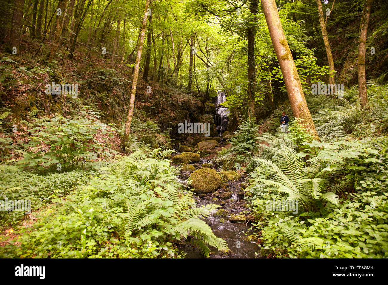 Dartmoor estate hi-res stock photography and images - Alamy