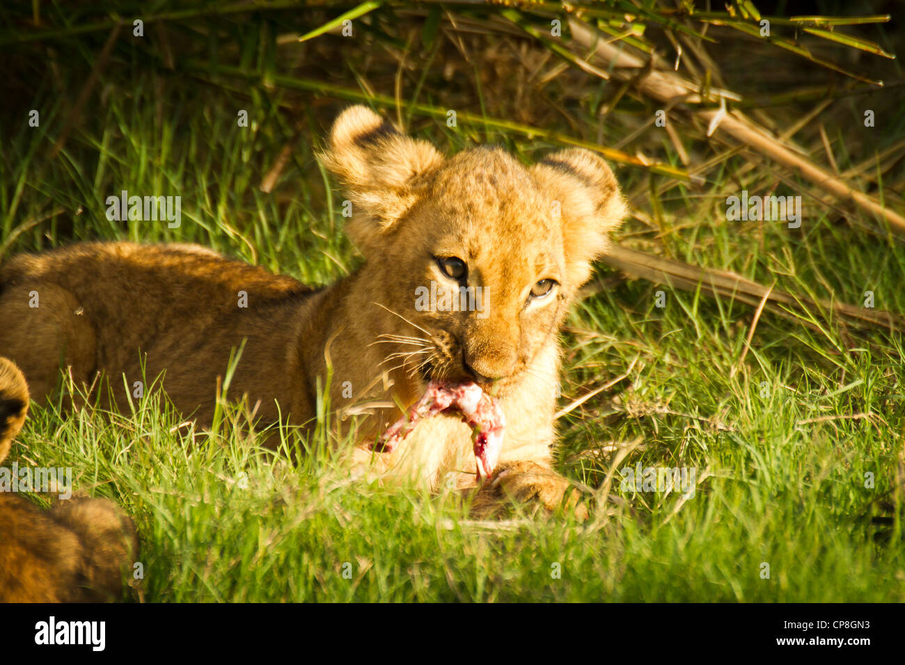 Lion Cub Eating High Resolution Stock Photography and Images - Alamy
