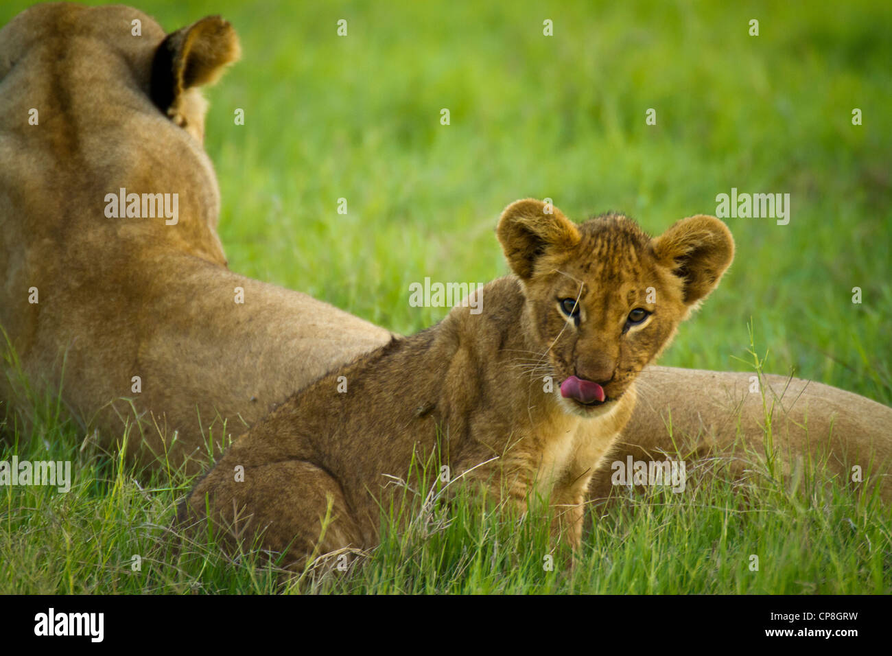 Lion cub eating hi-res stock photography and images - Alamy