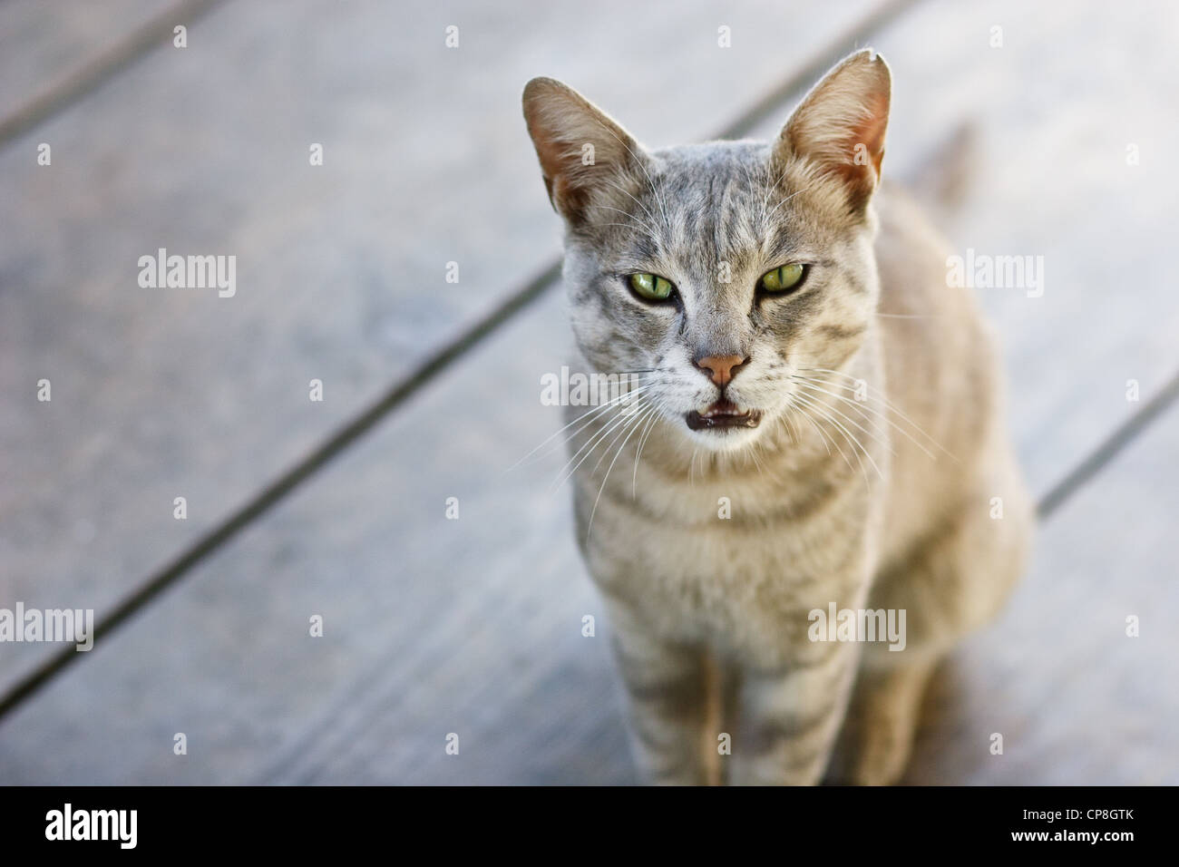 Alley cat hi-res stock photography and images - Alamy