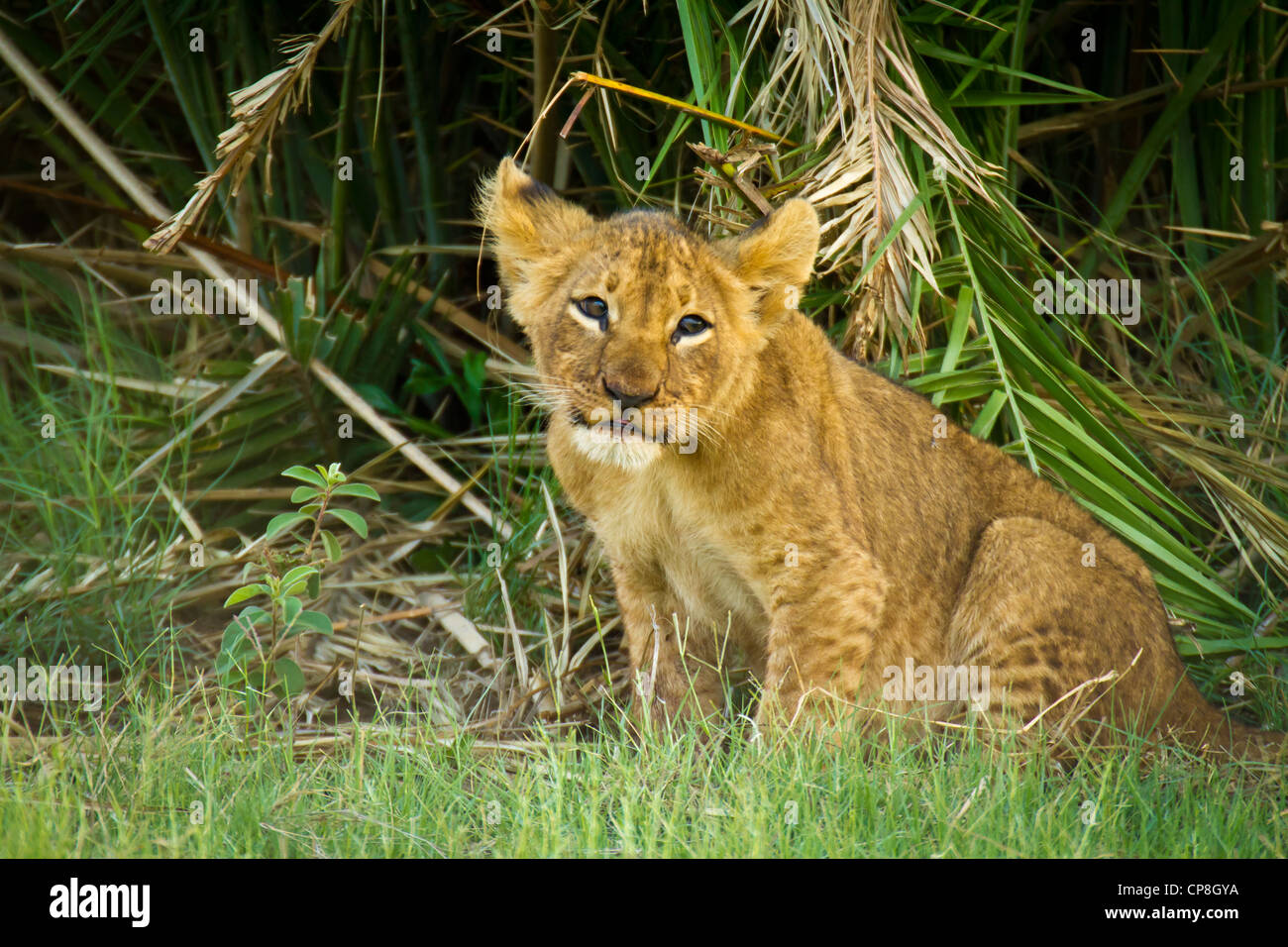 Lion Cub at Duba Plains, Okavango Delta, Botswana Stock Photo - Alamy