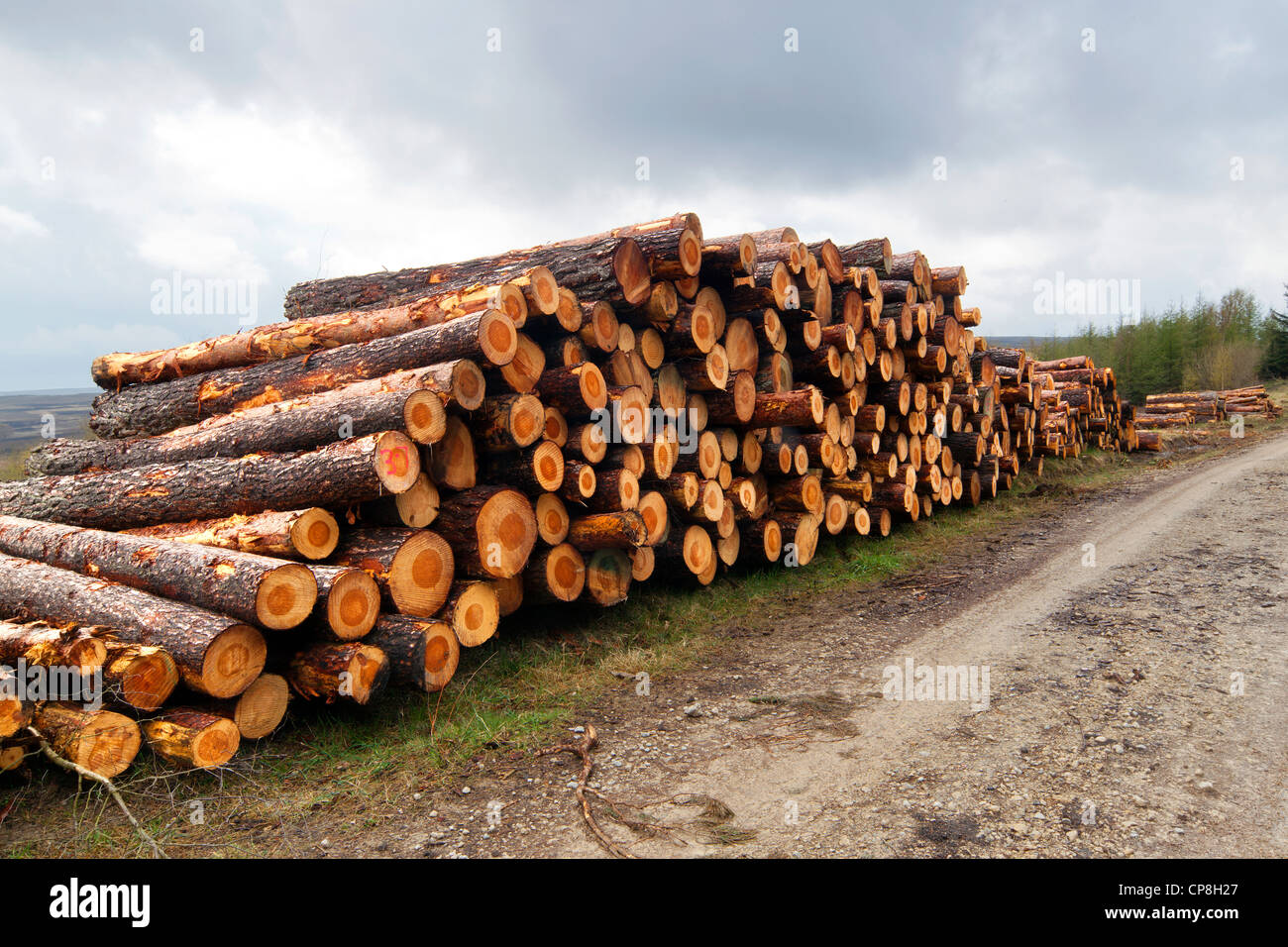 Logging activities in Cropton Forest, North Yorkshire Moors National ...
