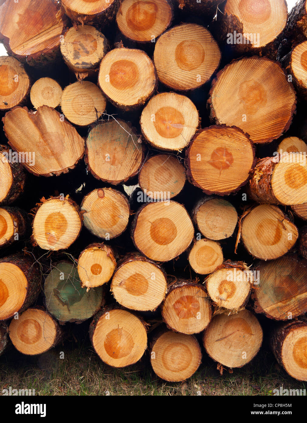 Logging activities in Cropton Forest, North Yorkshire Moors National ...