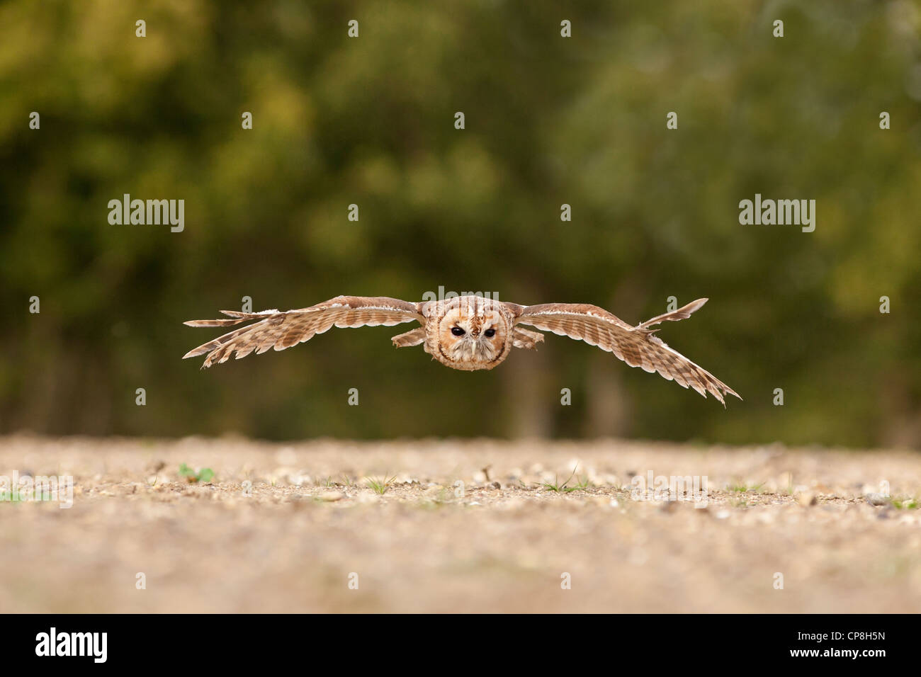 Tawny owl in flight hi-res stock photography and images - Alamy