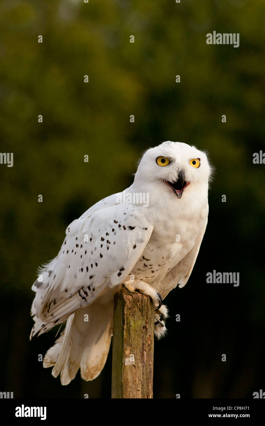 Snowy Owl perched Stock Photo - Alamy