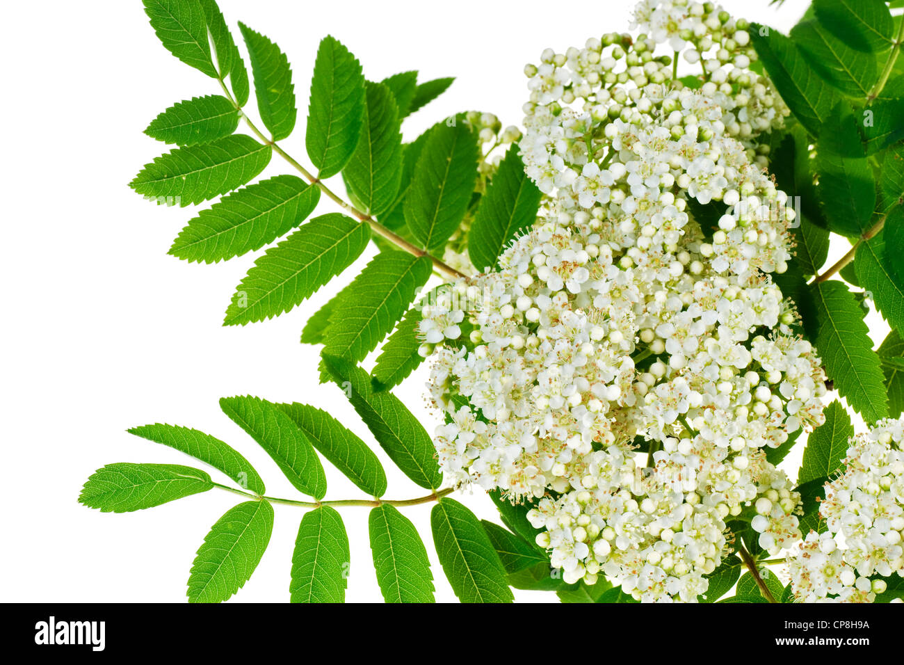 rowan white flowers Stock Photo - Alamy