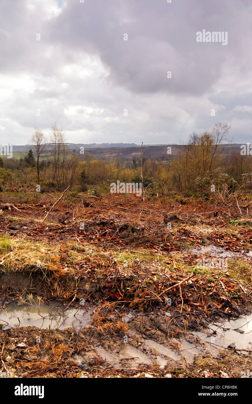 Logging activities in Cropton Forest, North Yorkshire Moors National ...