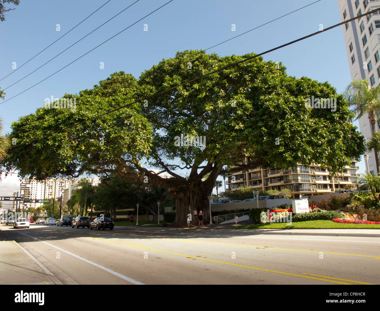 Ficus street tree hi-res stock photography and images - Alamy
