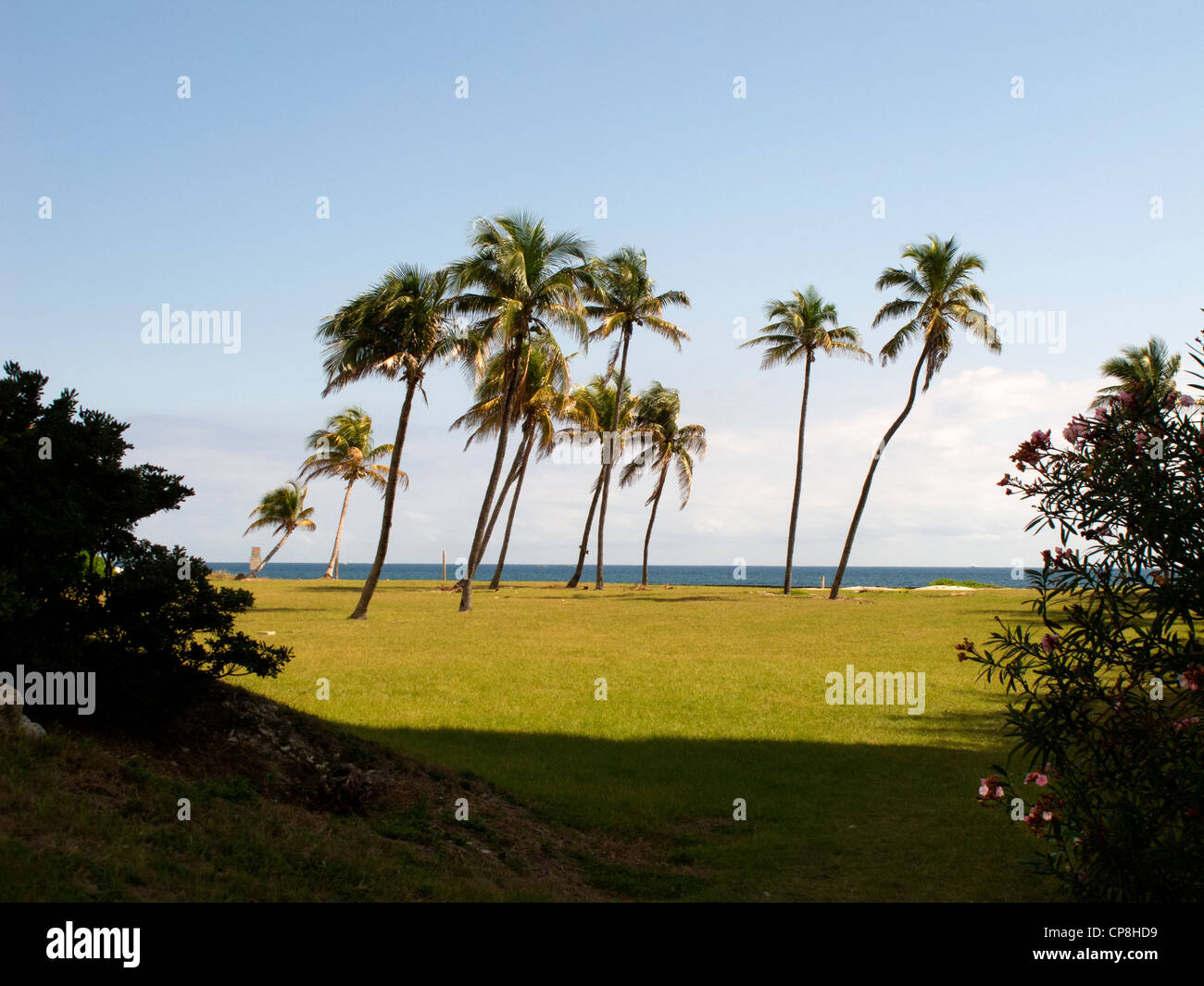 Tropical scene with palms Stock Photo - Alamy