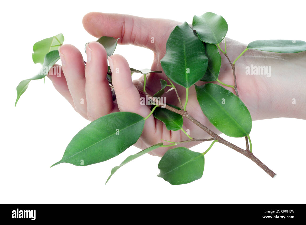 Hand and palm branch with green leaves isolated on white Stock Photo ...