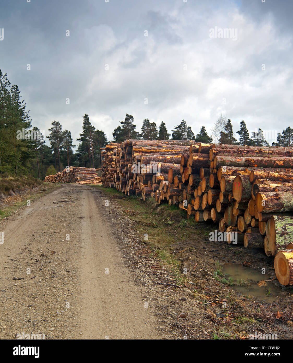Logging activities in Cropton Forest, North Yorkshire Moors National ...