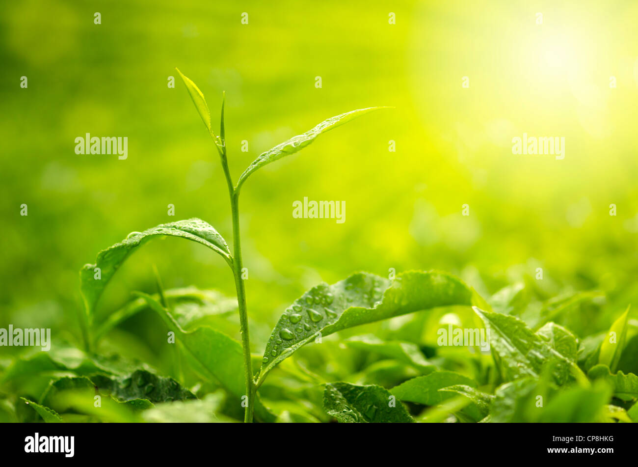 Tea Leaf with morning golden sunlight Stock Photo - Alamy