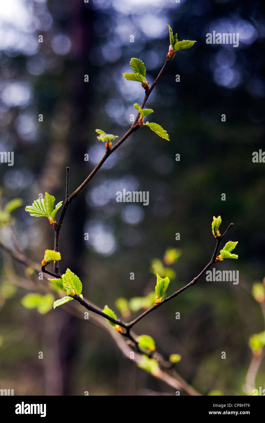 Budding leaves of Silver Birch Stock Photo - Alamy